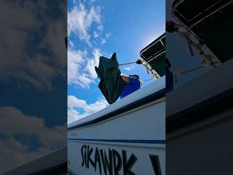 Welcome to Shade -- Home of the Rocket Shade – Rocket Shādē